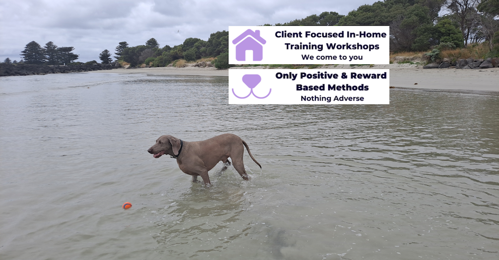 Active Creatures Dog Behaviour. Creating Calm & Confident Dogs.